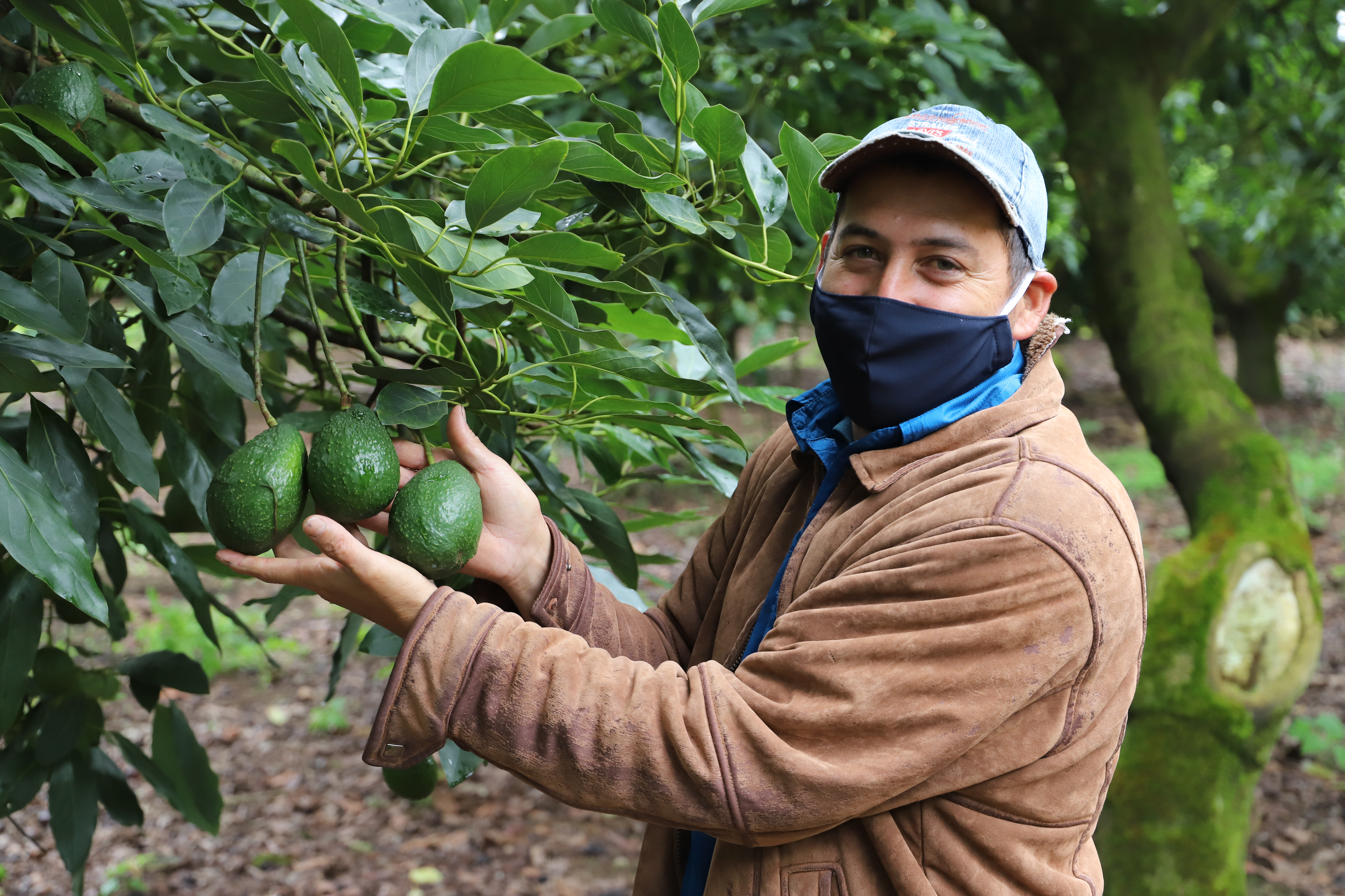 Productores de Llano Bonito recurren a la tecnología para impulsar el aguacate Hass tico